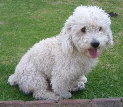 Ficha de martin (Un perro de priscillaandrea) | Perros.com