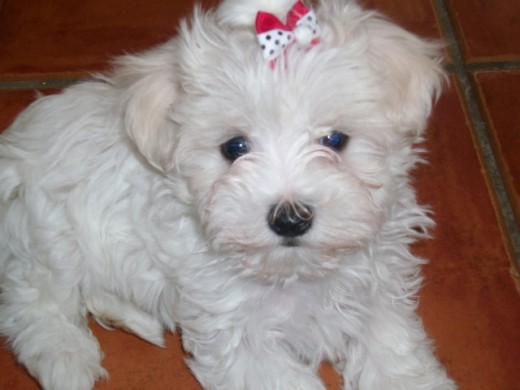 Ficha de COCO (Un perro de Coco1) | Perros.com