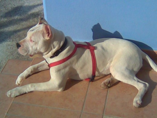 Ficha de Dago (Un perro de Javi89) | Perros.com