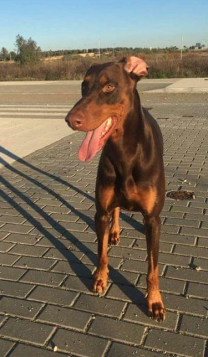 Ficha de Bayron (Un perro de IrinaG) | Perros.com