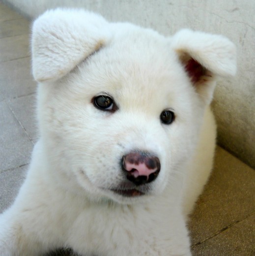 Ficha de haru (Un perro de haru2009) | Perros.com