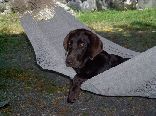 Ficha de Canela (Un perro de kuraro00) | Perros.com