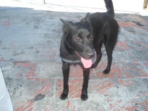 Ficha de Azabache (Un perro de q801607o) | Perros.com