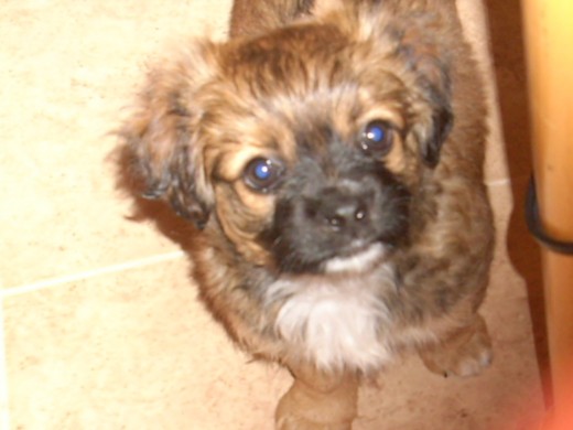 Ficha de Sultan (Un perro de sultan) | Perros.com