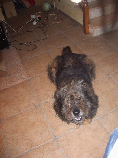 Ficha de Cholo (Un perro de ceux) | Perros.com