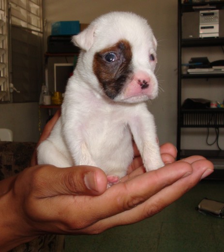 Ficha de Chispa world smallest boxer (Un perro de DracoGM7) | Perros.com