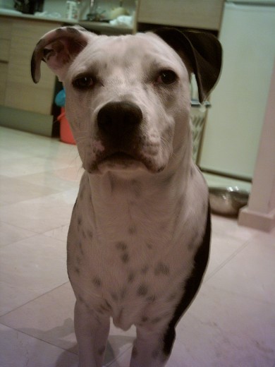 Ficha de CHESTER (Un perro de nkmascotas) | Perros.com