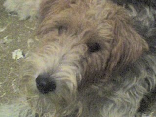 Ficha de Terry (Un perro de RodrigoBrandan) | Perros.com