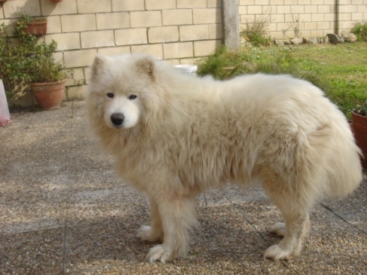 Ficha de Gus (Un perro de sama) | Perros.com