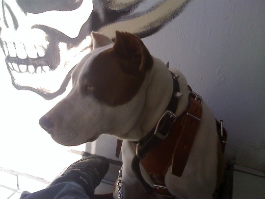 Ficha de HITLER (Un perro de hitler) | Perros.com