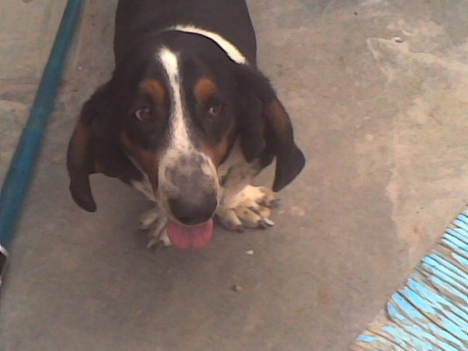 Ficha de chester (Un perro de ferdogs) | Perros.com