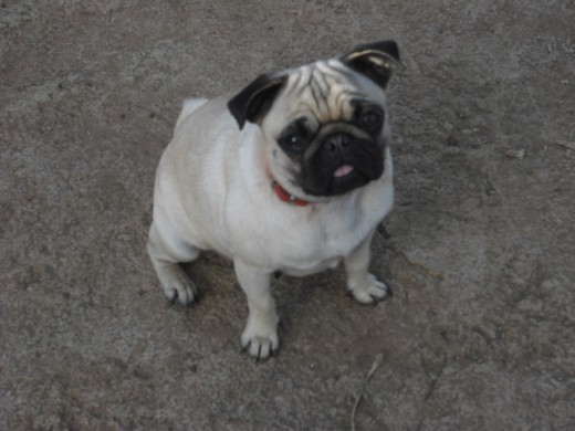 Ficha de puccini (Un perro de leuche) | Perros.com