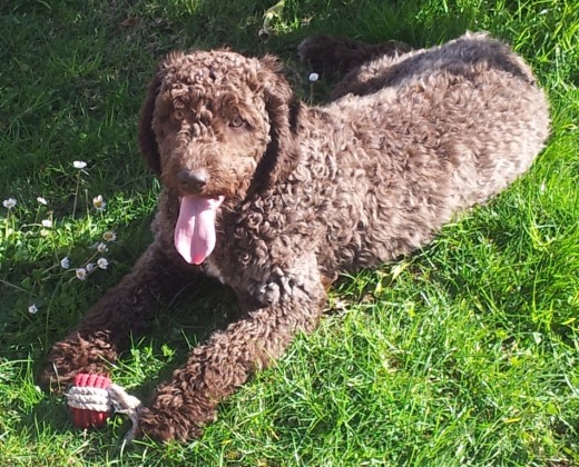 Ficha de CHEWBACCA (Un perro de covecast) | Perros.com