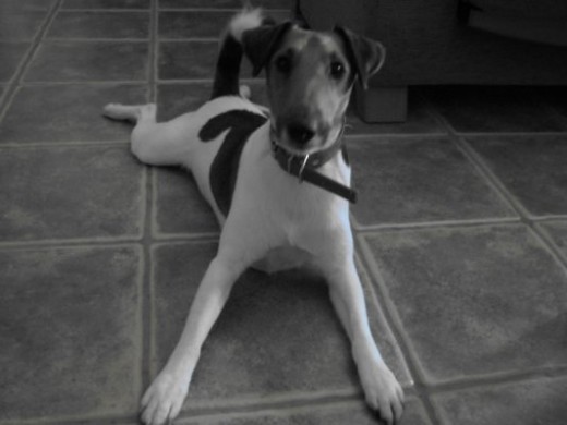 Ficha de Terry (Un perro de prebo) | Perros.com