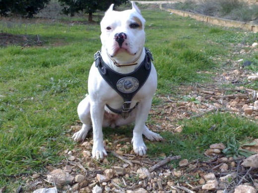 Ficha de gorda (Un perro de guapeton27) | Perros.com