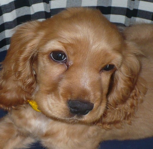 Ficha de Baster (Un perro de Lushi) | Perros.com