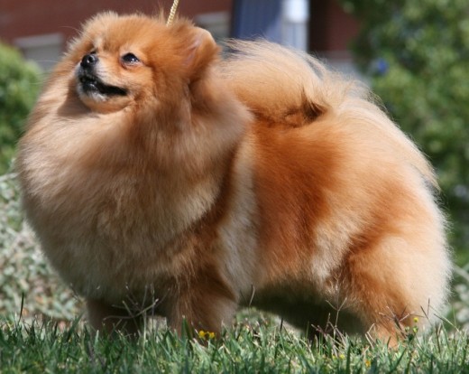 Ficha de CAN XIU_XIU JASMINE (Un perro de CanXiuXiu) | Perros.com