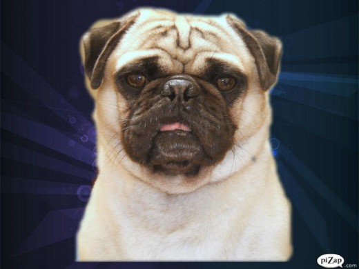 Ficha de CHATO (Un perro de NITRO) | Perros.com