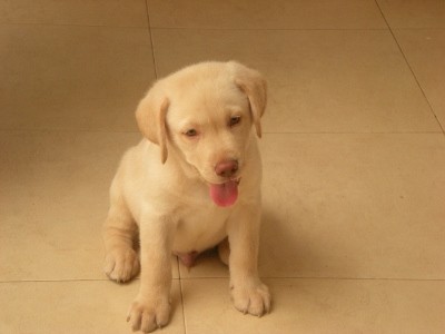 Ficha de FITO (Un perro de TORRI) | Perros.com