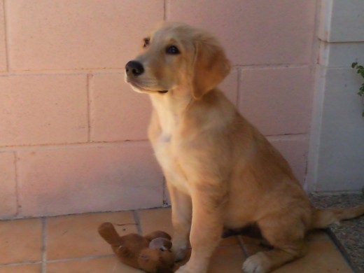 Ficha de Duke (Un perro de lloticas) | Perros.com