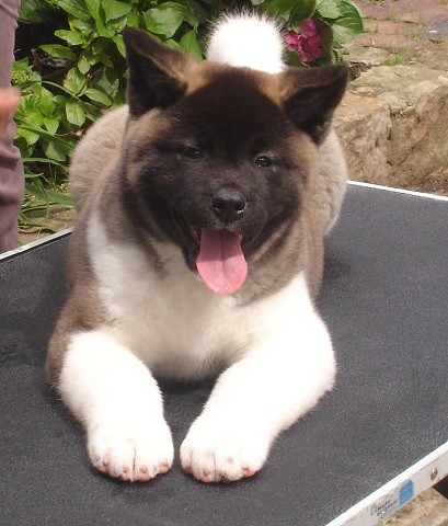 Ficha de Hashi-ko de Santelmo (Un perro de rapced) | Perros.com