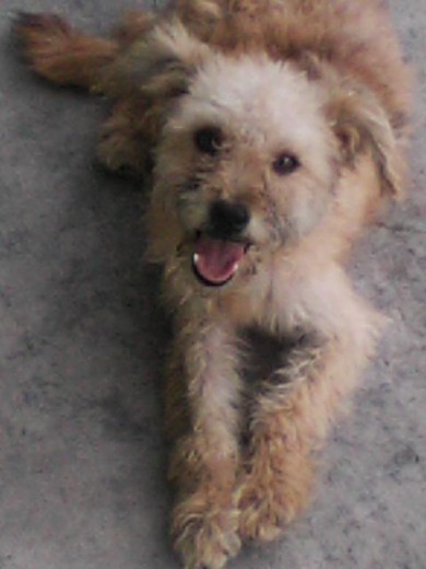 Ficha de Canela (Un perro de CanelaMarinela) | Perros.com