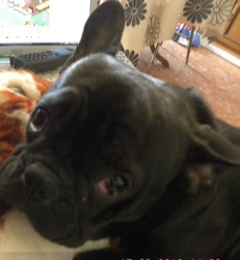 Ficha de Lua (Un perro de Bettyboop) | Perros.com