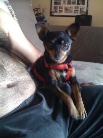 Ficha de Pinky (Un perro de Yomi8) | Perros.com