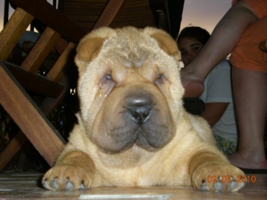Ficha de RUFO (Un perro de asiles) | Perros.com