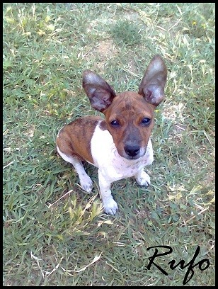 Ficha de Rufo (Un perro de sitomajo) | Perros.com