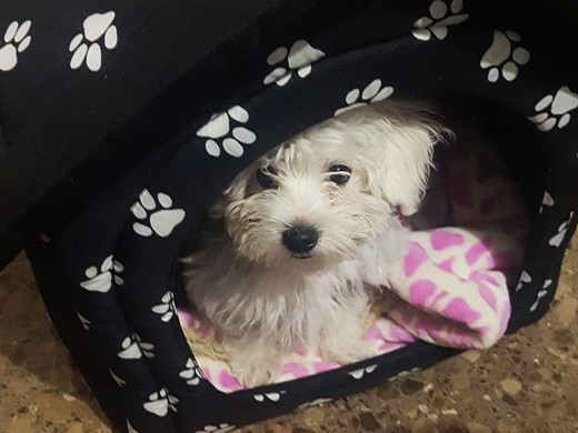 Ficha de YUKI (Un perro de YUKI2019) | Perros.com