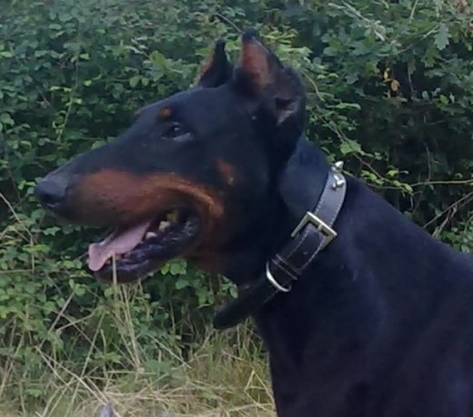 Ficha de Dobi (Un perro de SaraPi) | Perros.com