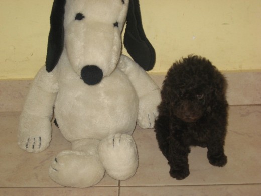 Ficha de Canela (Un perro de lorenabahia) | Perros.com