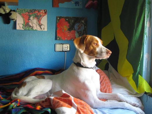 Ficha de Lost (Un perro de enamoradelavida) | Perros.com