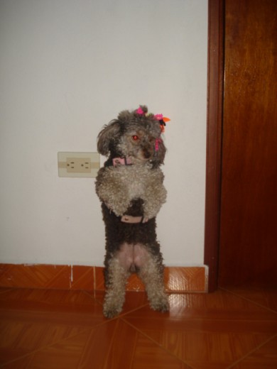 Ficha de susy (Un perro de susysusy) | Perros.com