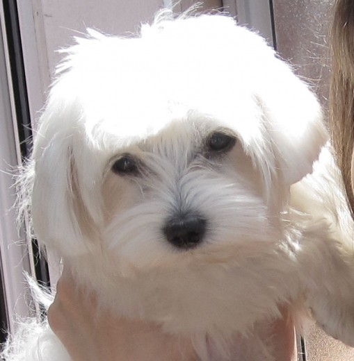 Ficha de Yuki (Un perro de Natsu) | Perros.com