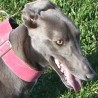 El Greyhound | Perros.com