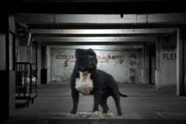 Ficha de hatibulls chaman del indalo (Un perro de MORIA) | Perros.com