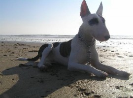 Ficha de bull (Un perro de nenebull) | Perros.com