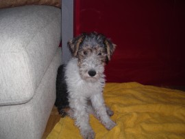 Ficha de Foxy (Un perro de Conxa) | Perros.com