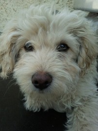 Ficha de Terry (Un perro de dogitz08) | Perros.com