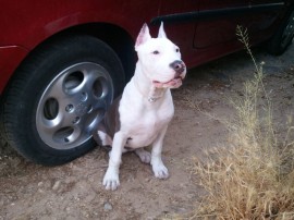 Ficha de aika (Un perro de randal) | Perros.com