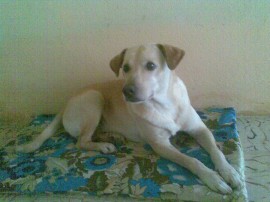 Ficha de Scott (Un perro de tefy19) | Perros.com