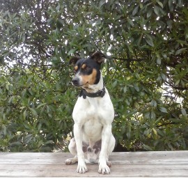 Ficha de Pipo (Un perro de Alawen) | Perros.com