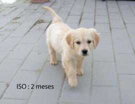 Ficha de ISO (Un perro de Giralda) | Perros.com