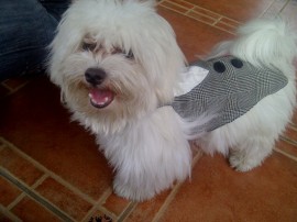 Ficha de Billy (Un perro de pmdac) | Perros.com