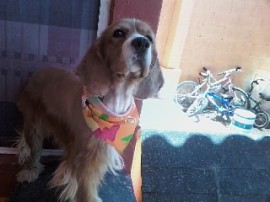 Ficha de poppy (Un perro de kmeskimy) | Perros.com