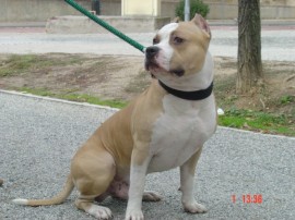 Ficha de bruce (Un perro de bulli) | Perros.com