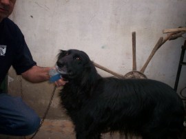 Ficha de pancha (Un perro de martakraser) | Perros.com