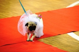 Ficha de puccini (Un perro de leuche) | Perros.com